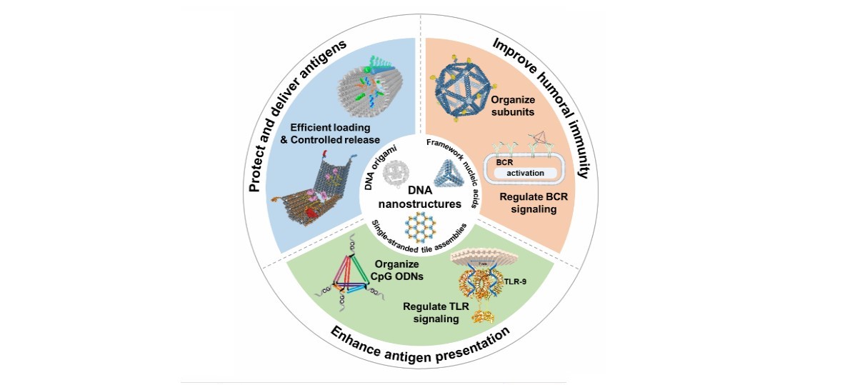 理学院材料生物学研究所孙乐乐副教授及合作团队在《Angewandte Chemie International Edition》发表关于自佐剂 ...