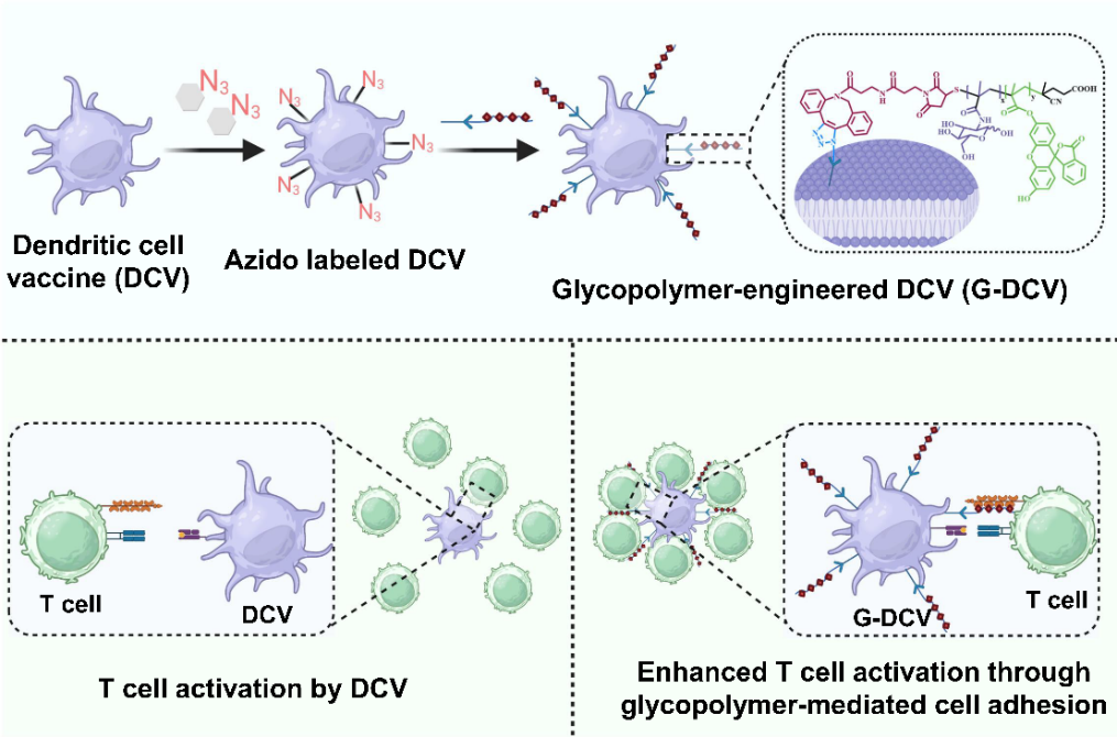 理学院材料生物学研究所孙乐乐与苏州大学团队合作在《Angewandte Chemie International Edition》发表最新研究 ...